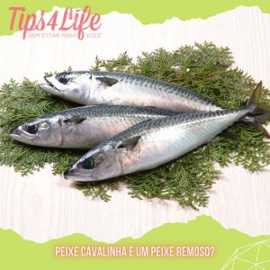 Saiba se o peixe cavalinha é remoso e de onde ele vem - Tips4Life